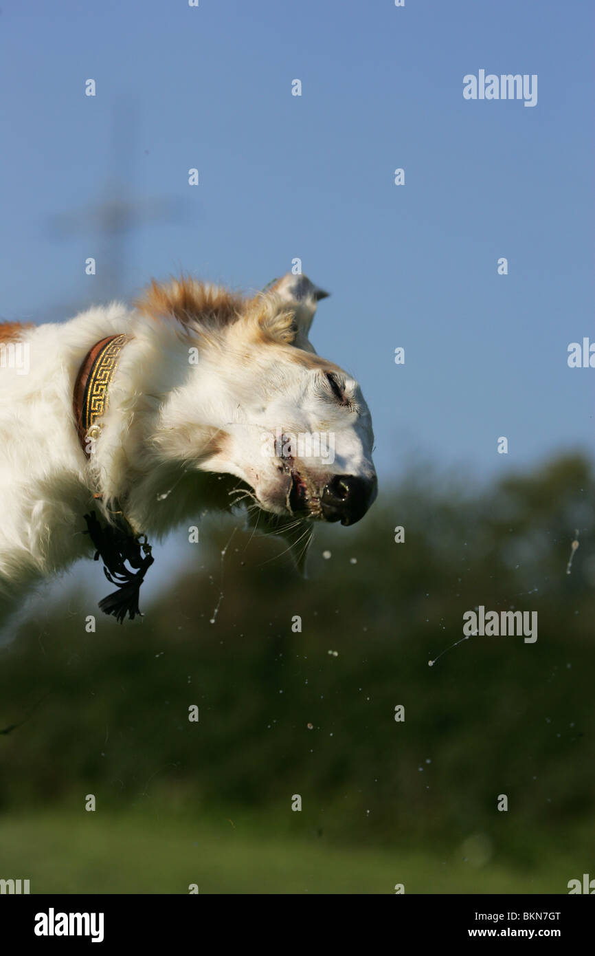 Portrait borzoi side view hi-res stock photography and images - Alamy