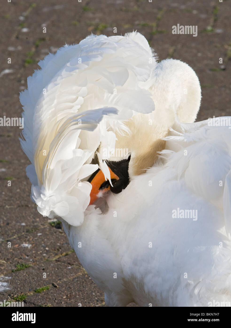 White swan preening feathers hi-res stock photography and images - Alamy