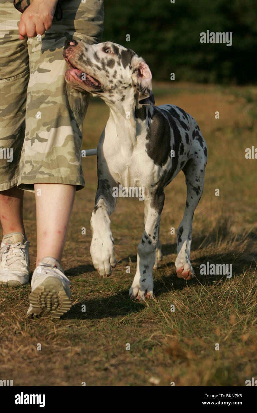 Danes walk dog hi-res stock photography and images - Alamy