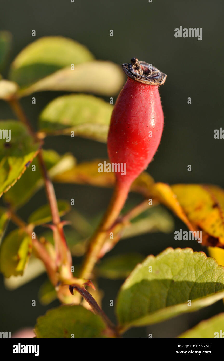 Rosa damascena autumn damask hi-res stock photography and images - Alamy