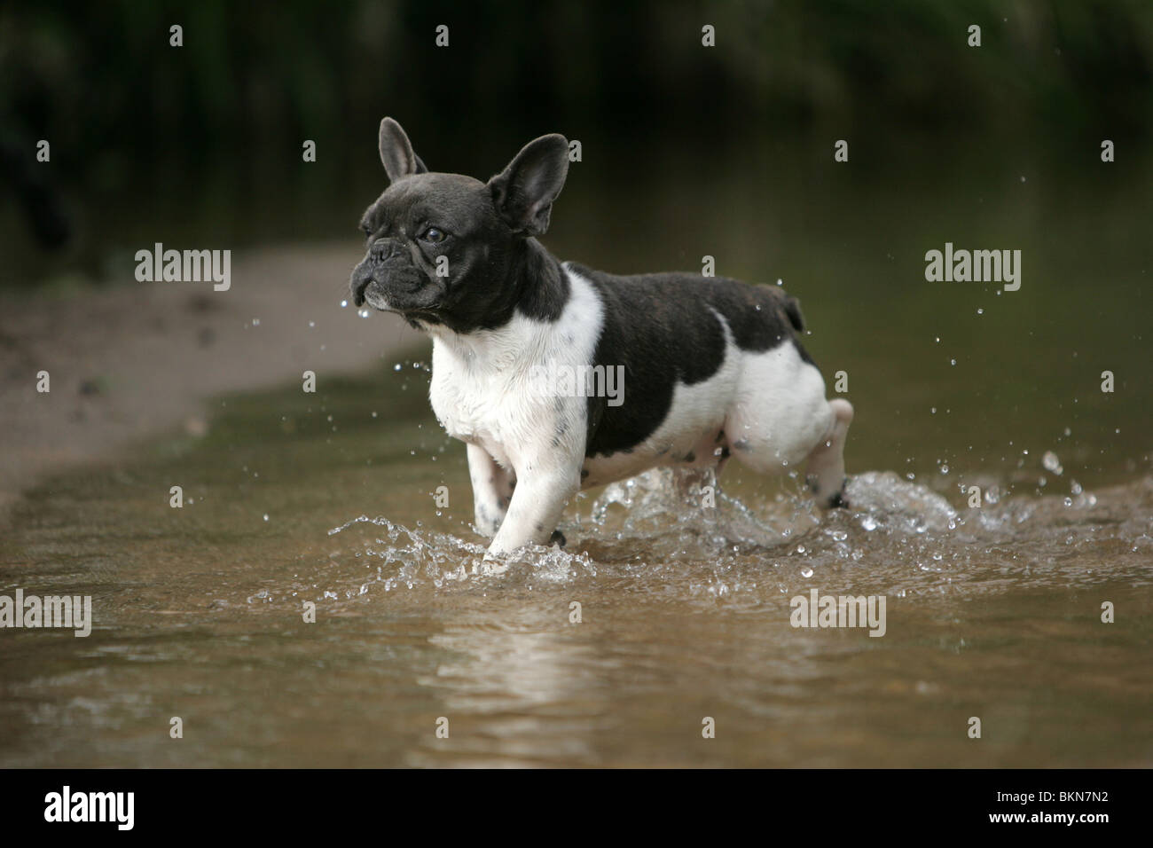 bathing French Bulldog Stock Photo - Alamy