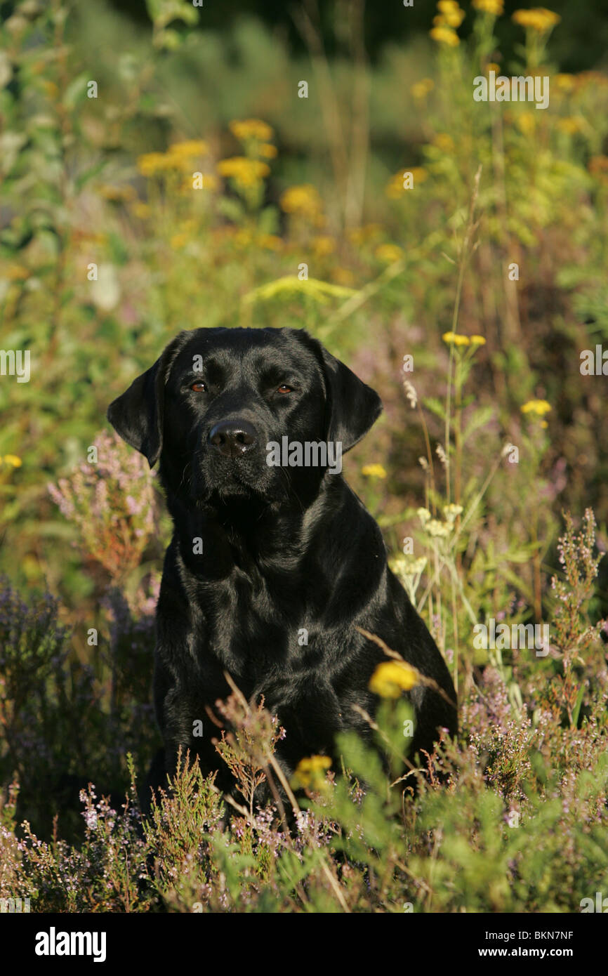 female labrador retriever Stock Photo - Alamy