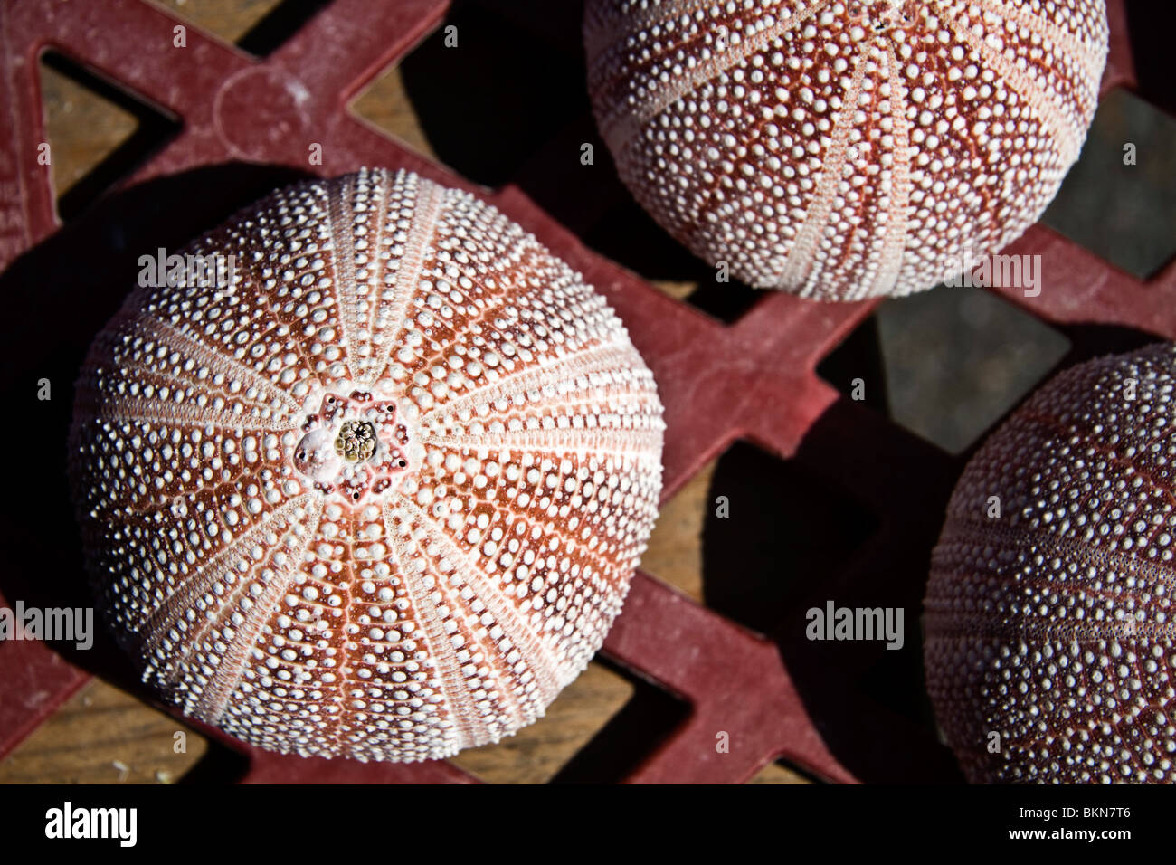 Conch shells hi-res stock photography and images - Alamy