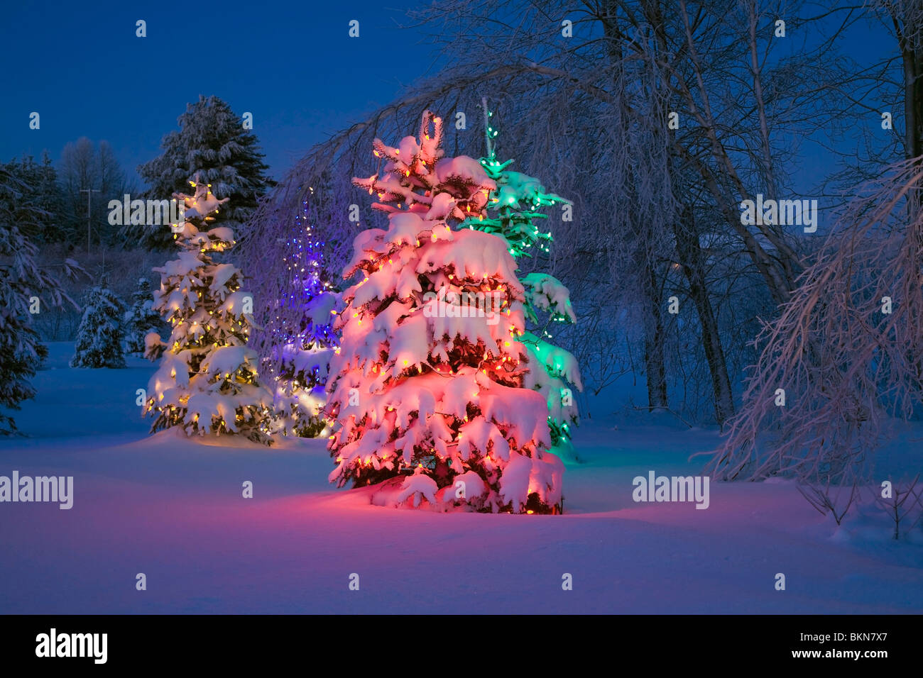 Colorful Christmas Trees At Night