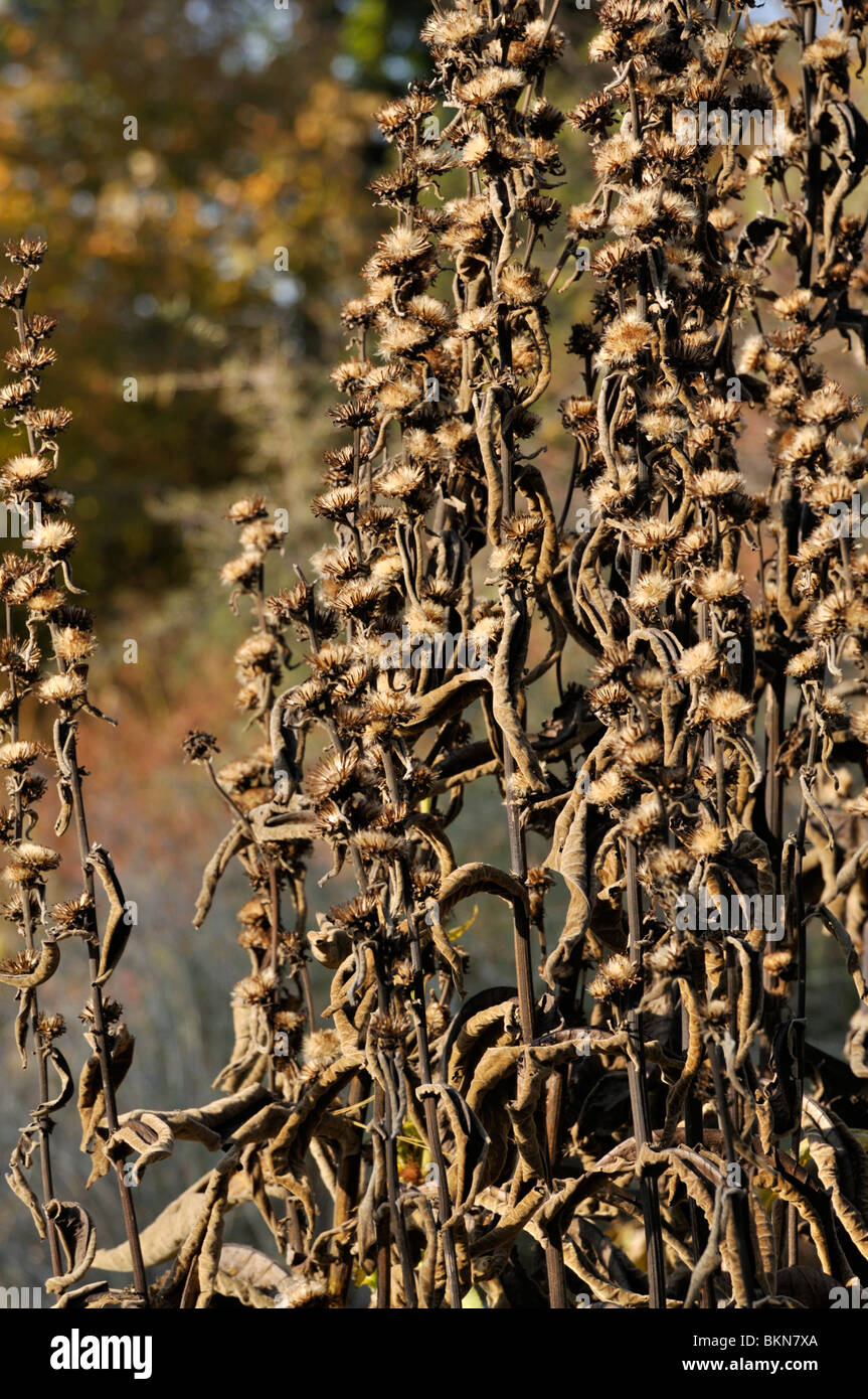Inula racemosa hi-res stock photography and images - Alamy