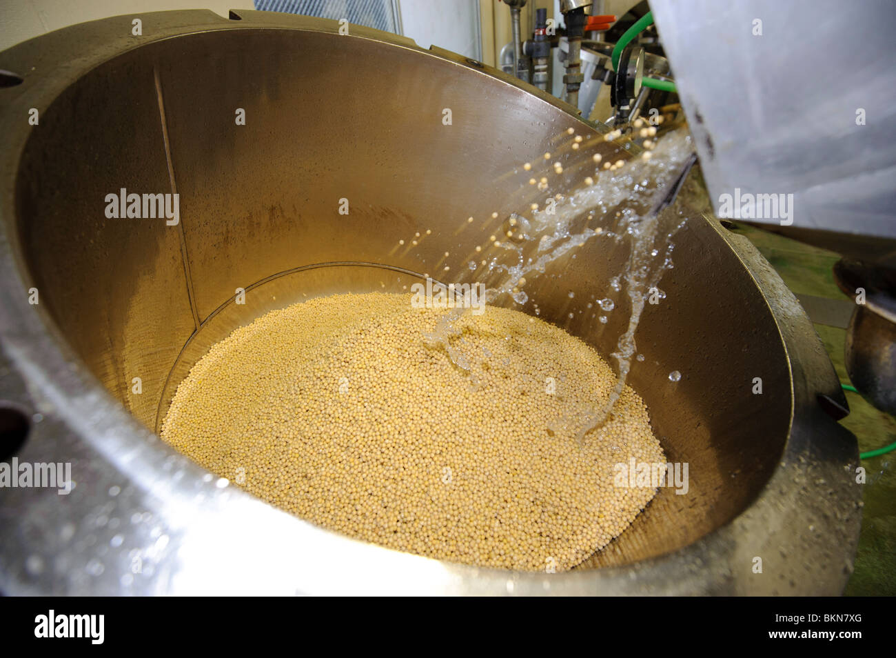 Washing soy beans, Mito Tengu Natto, Mito, Ibaraki Pref, Japan, April ...