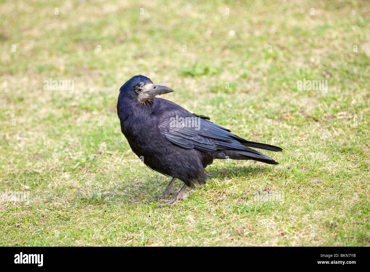 Rook On The Ground High Resolution Stock Photography and Images - Alamy