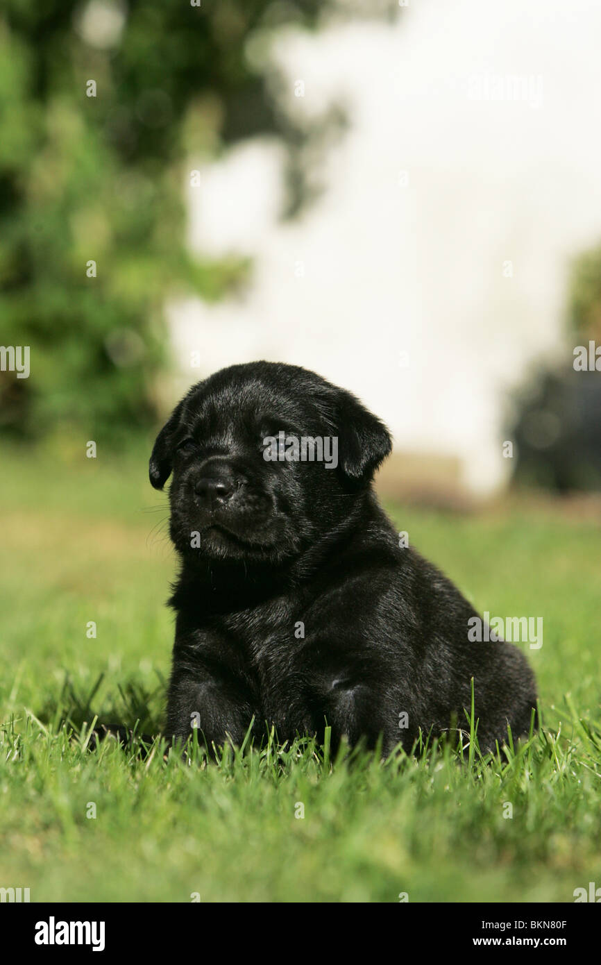 Labrador Retriever puppy Stock Photo - Alamy