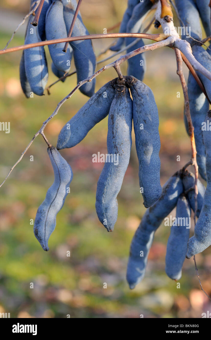 Decaisnea hi-res stock photography and images - Alamy