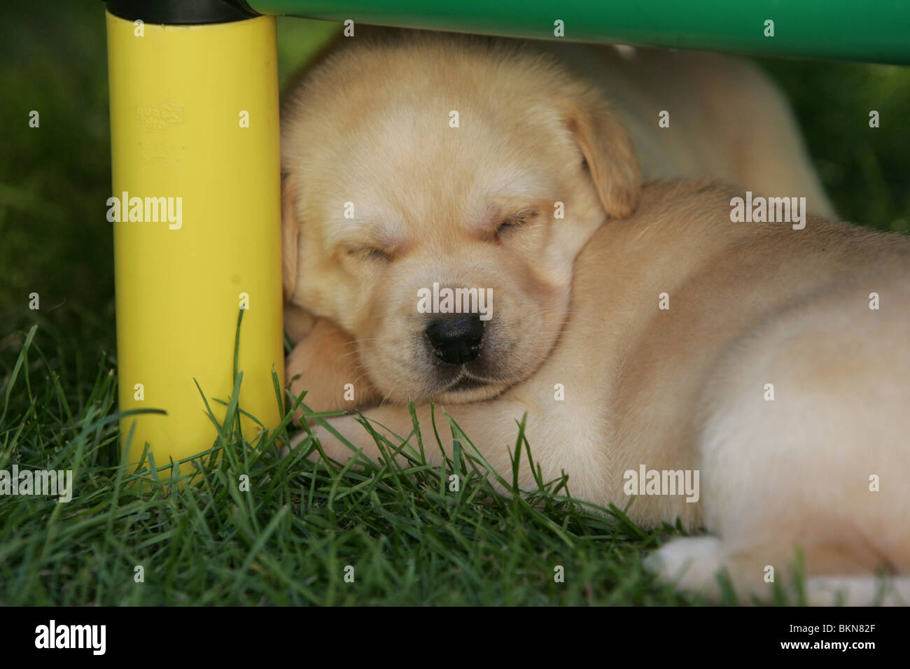 sleeping Labrador Retriever puppy Stock Photo - Alamy