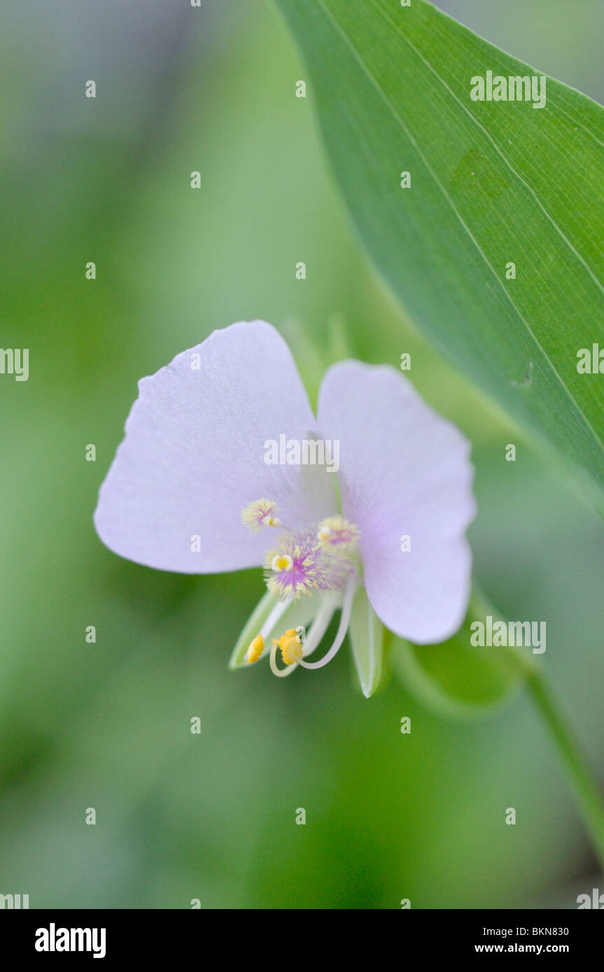 Tinantia anomala plant hi-res stock photography and images - Alamy