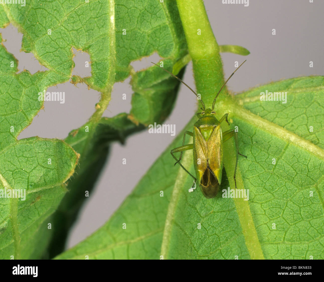 Potato bug hi-res stock photography and images - Alamy