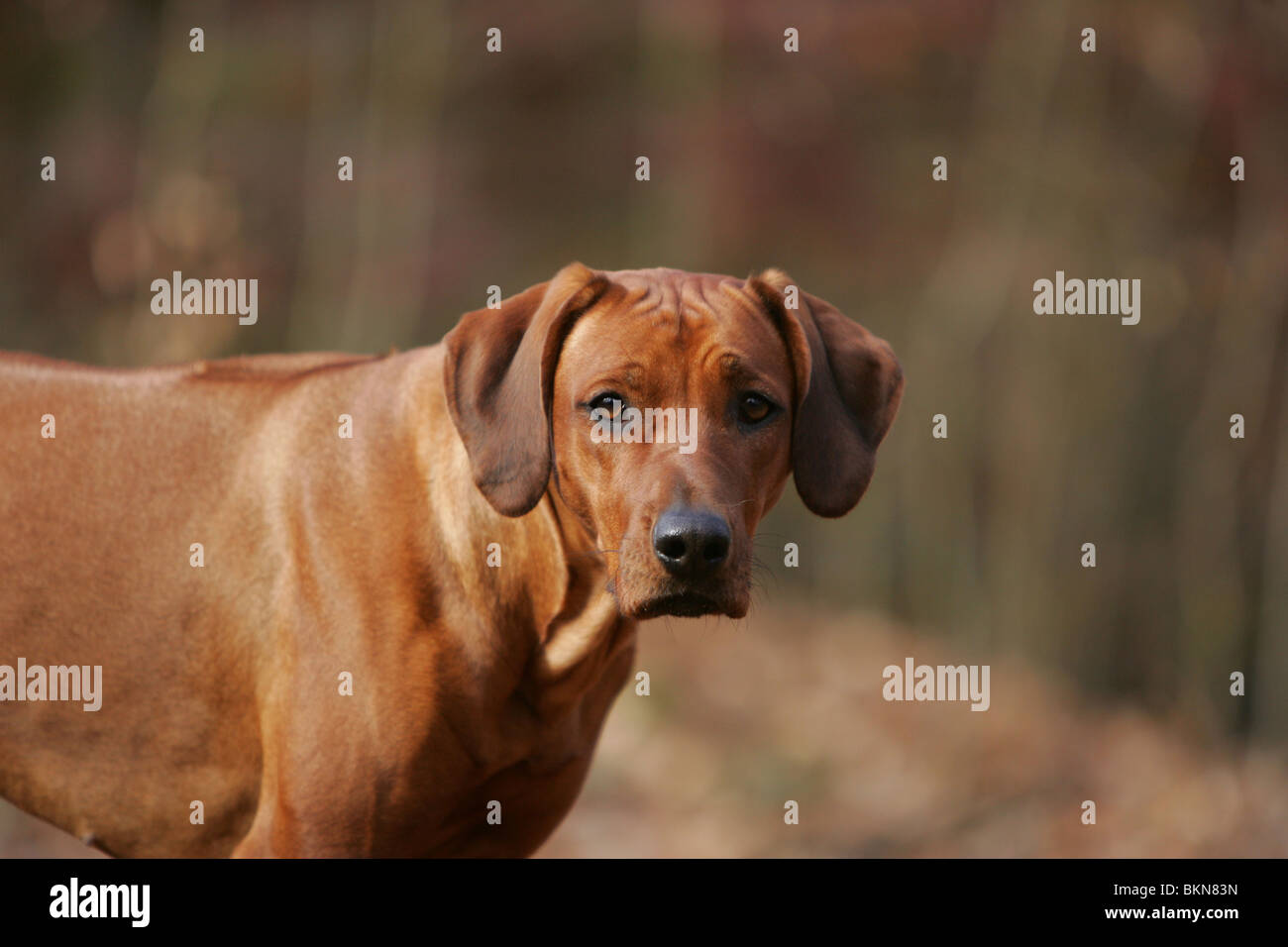 female rhodesian ridgeback Stock Photo - Alamy