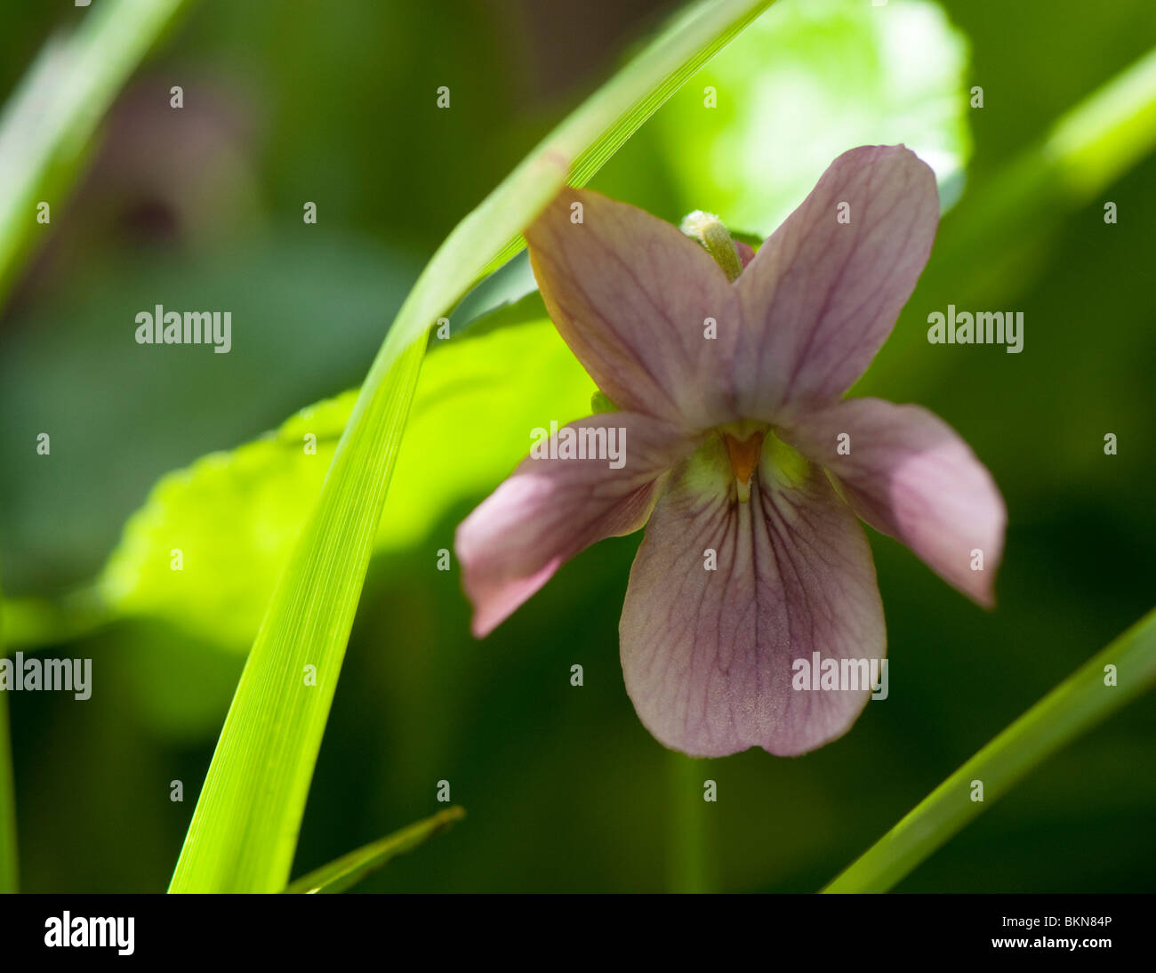 Dusky pink Sweet Violet, Viola odorata, in flower in spring Stock Photo ...
