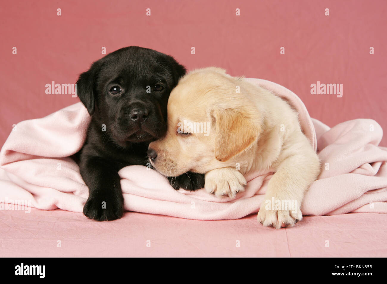 Labrador Retriever Puppies Stock Photo - Alamy