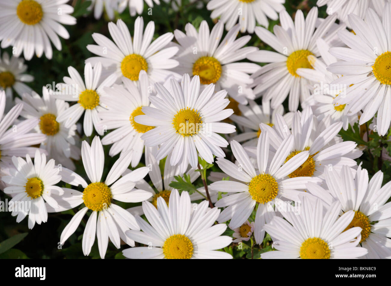 Arctic chrysanthemum (Arctanthemum arcticum syn. Chrysanthemum arcticum ...
