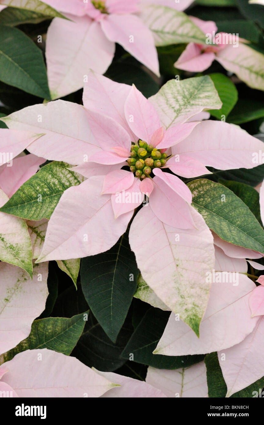 Christmas star (Euphorbia pulcherrima 'Princettia Pink' Stock Photo - Alamy