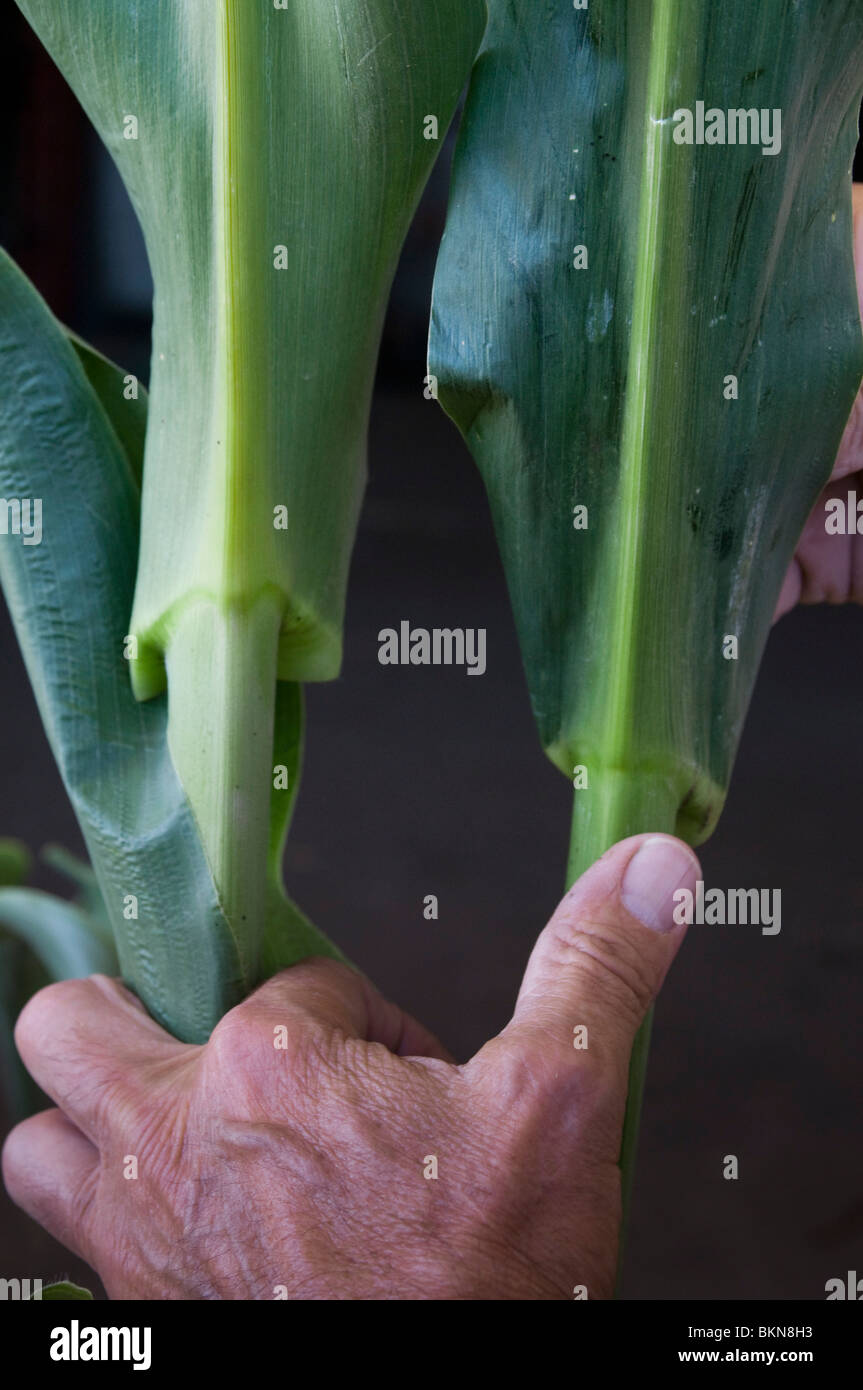 Brown Mid-Rib Corn stalk at left and conventional corn (right) hybrids ...