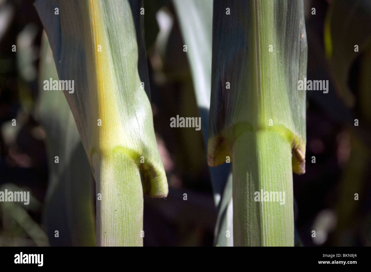 Brown Mid-Rib Corn stalk at left and conventional corn (right) hybrids ...
