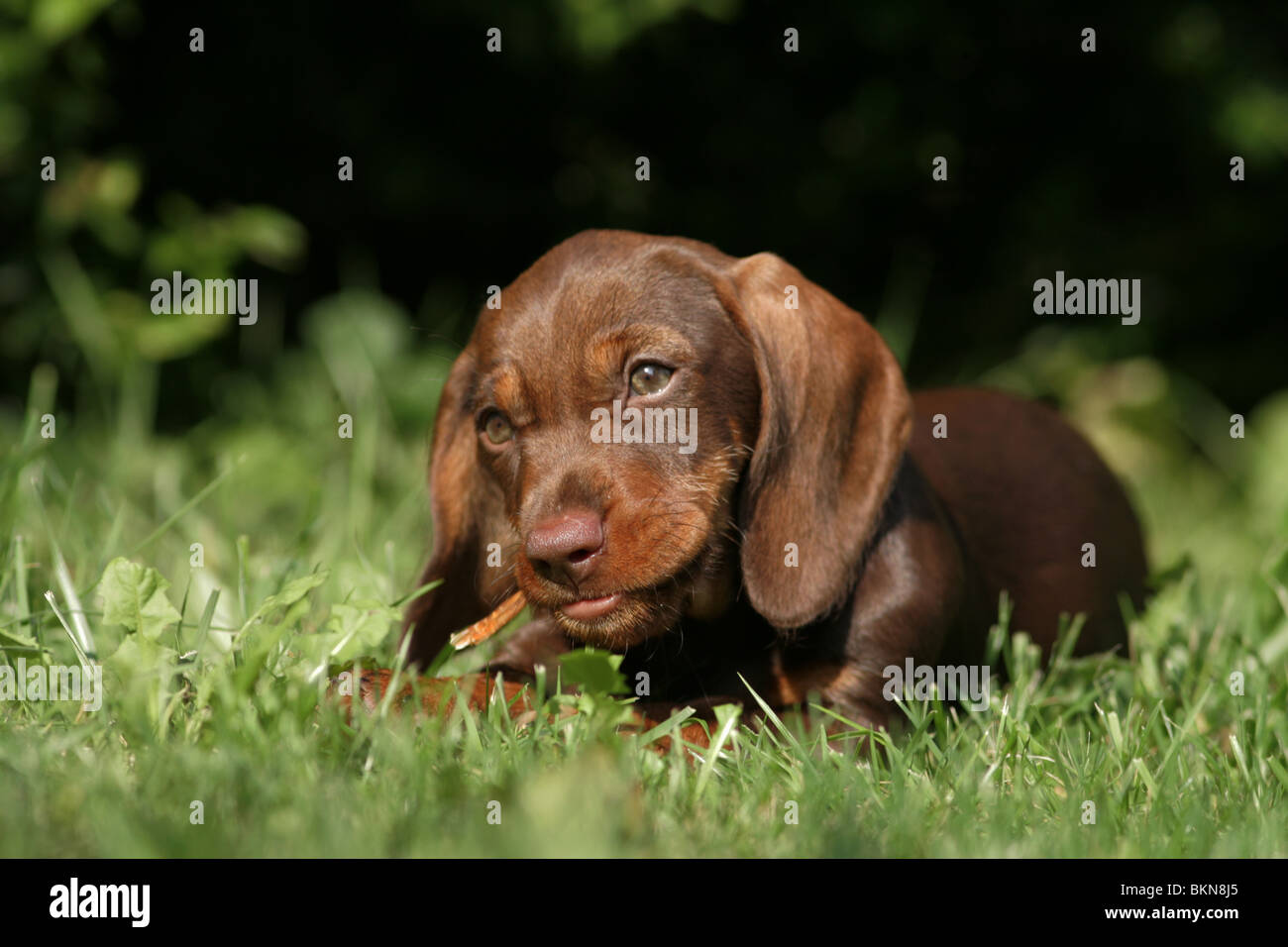 wirehair teckel puppy Stock Photo - Alamy