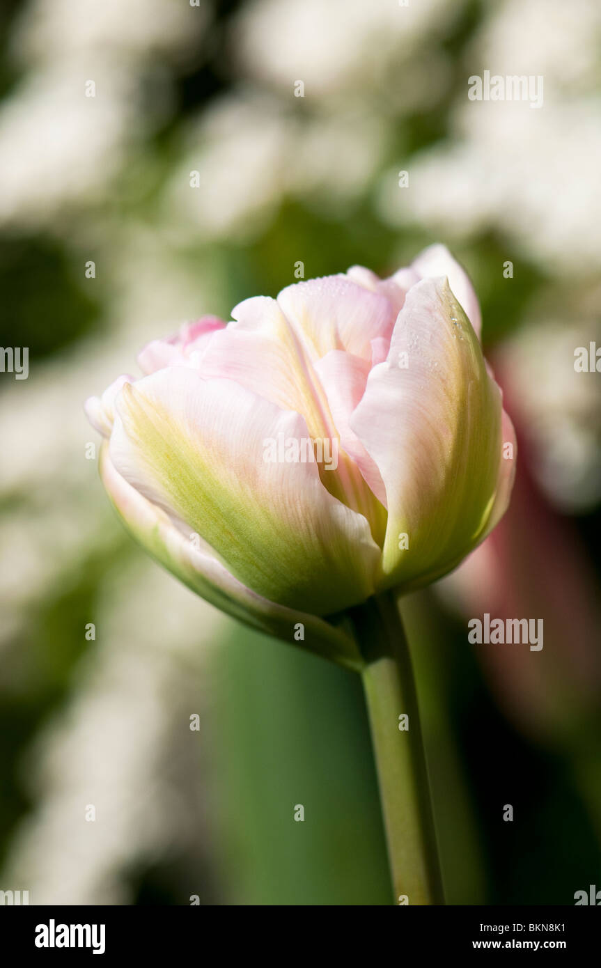 Tulip 'Angelique' in flower in spring Stock Photo - Alamy