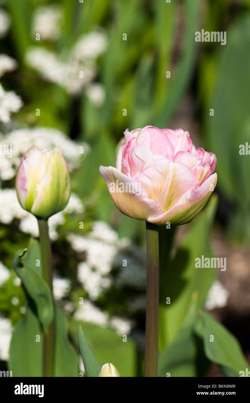 Angelique flower hi-res stock photography and images - Alamy