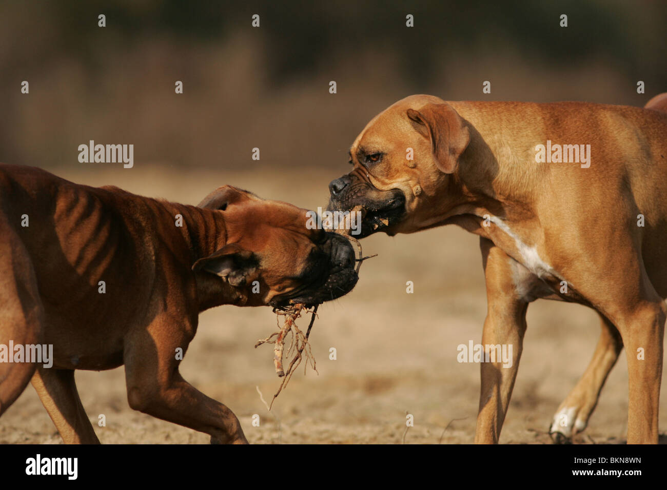 Tug boxer hi-res stock photography and images - Alamy