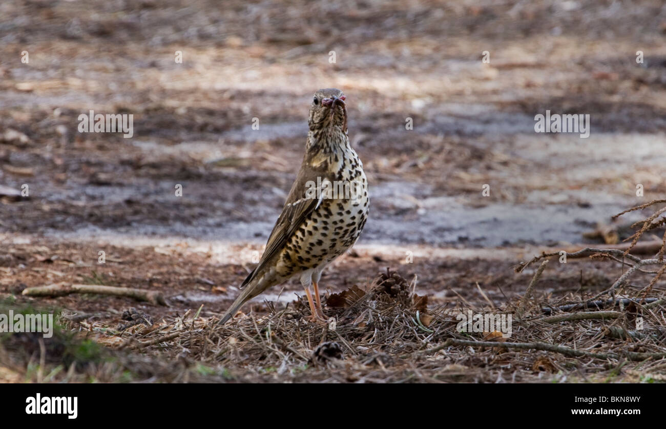 Thrush with worms hi-res stock photography and images - Alamy