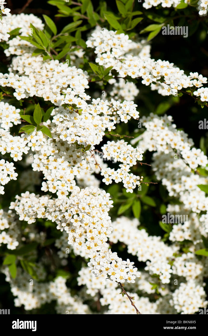 Spiraea Arguta High Resolution Stock Photography and Images - Alamy