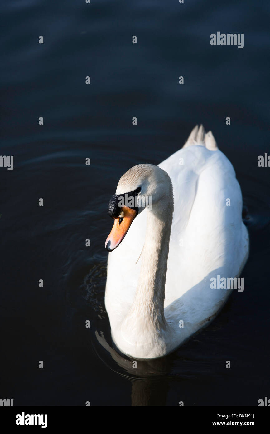 Swan on Water Stock Photo - Alamy