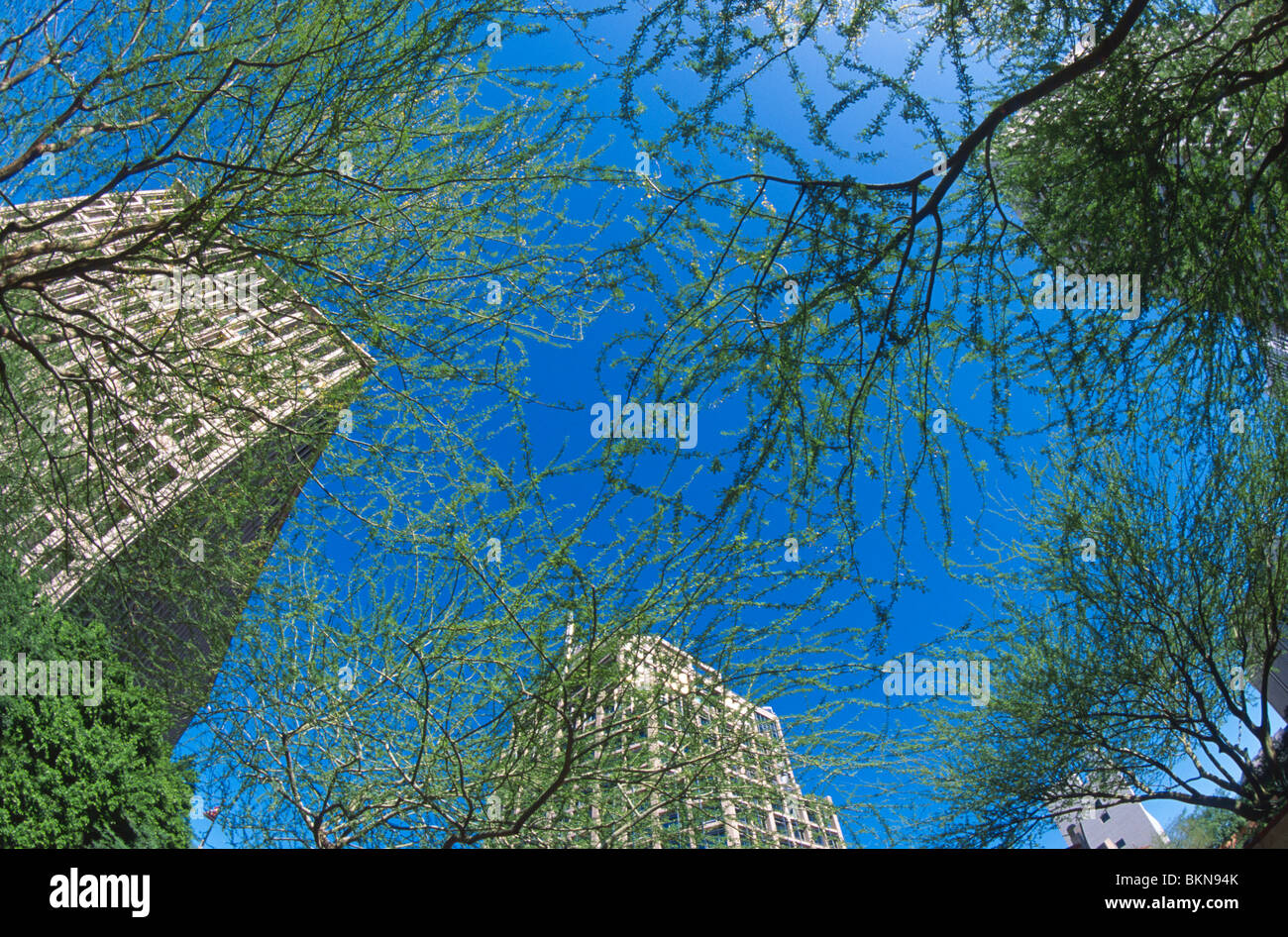 Canopy of trees in Phoenix, Arizona, USA Stock Photo - Alamy