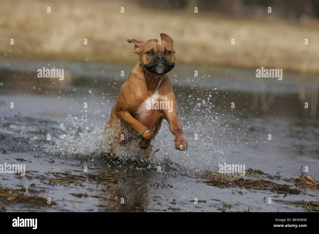 running German Boxer Stock Photo - Alamy