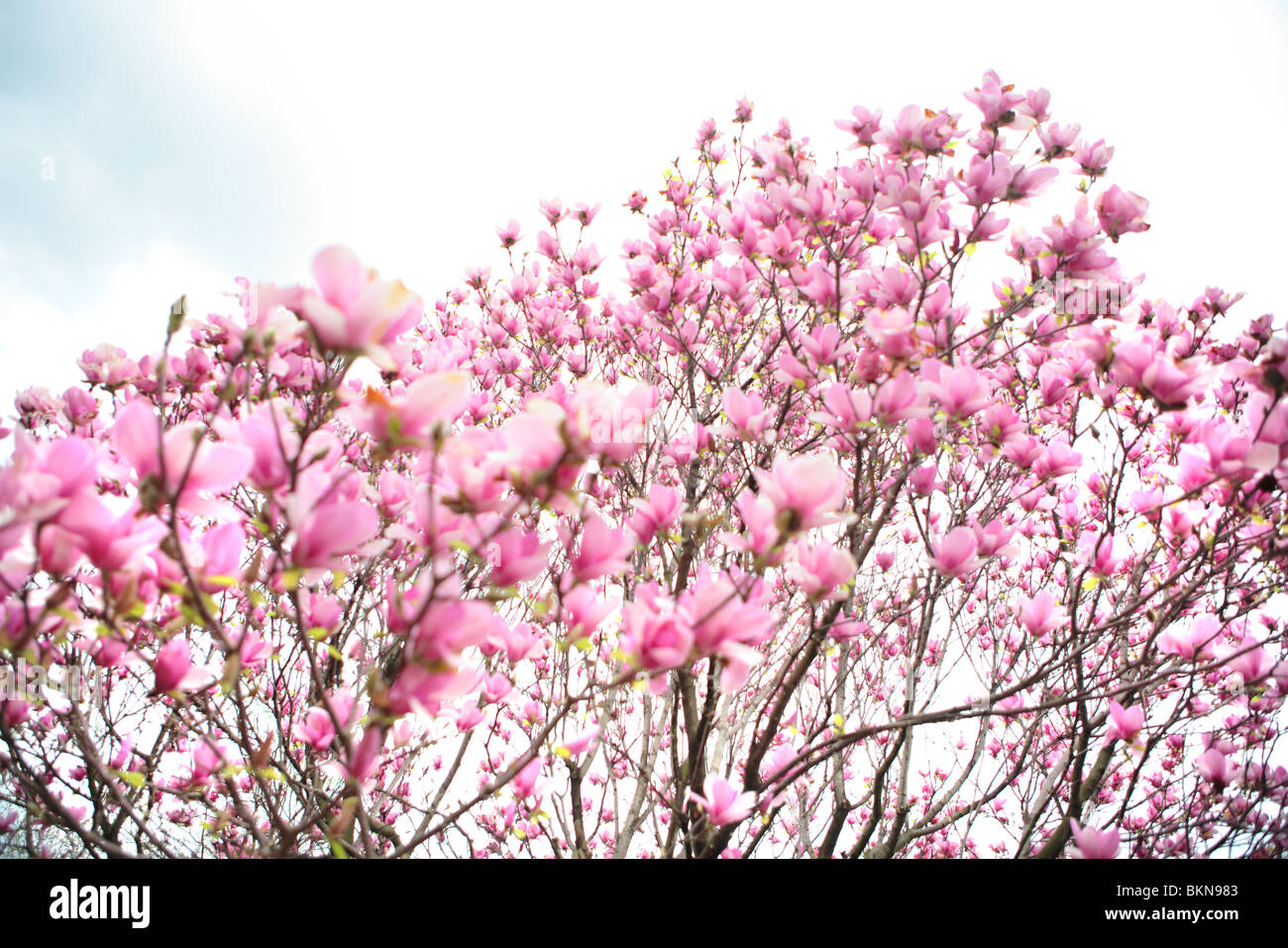 SAUCER MAGNOLIA (MAGNOLIA SOULANGIANA 'ALEXANDRINA') IN SPRING IN ...