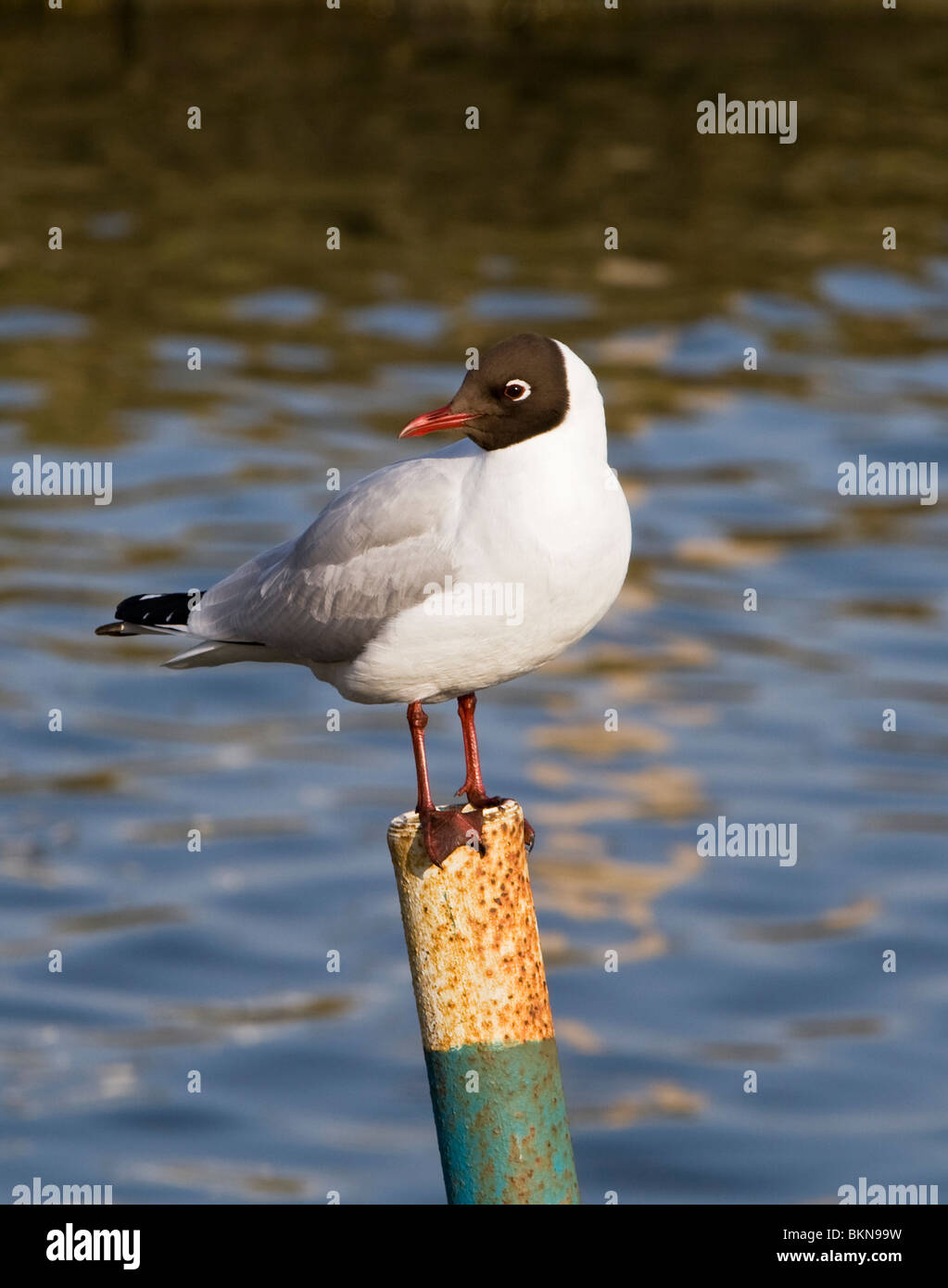 Gull resting hi-res stock photography and images - Alamy