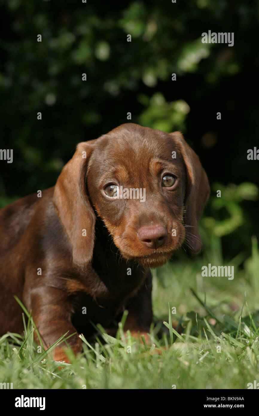 wirehair teckel puppy Stock Photo - Alamy