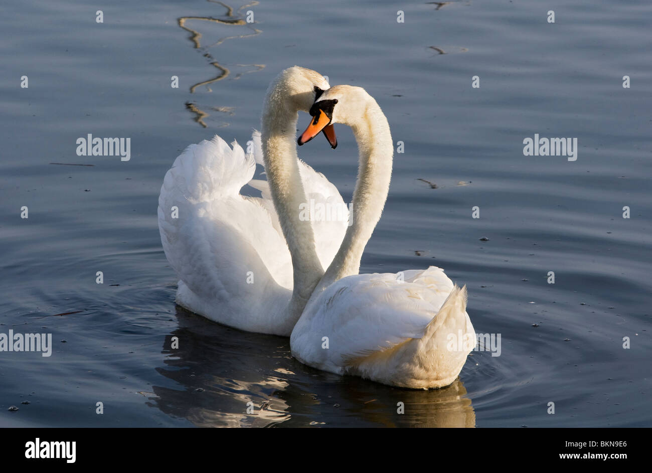 Swans Courting 2 Stock Photo - Alamy
