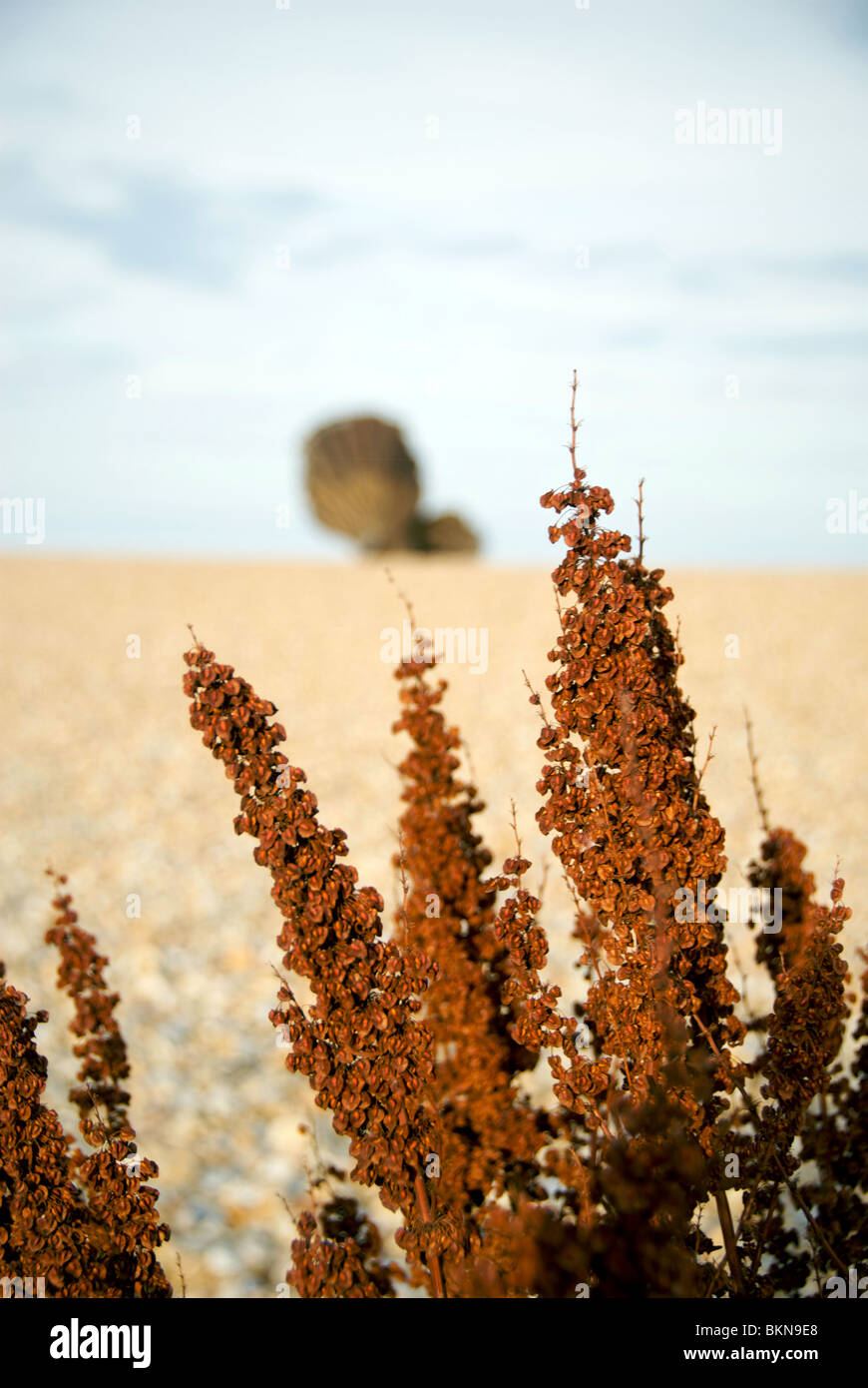 Maggie Hamblin Shell Sculpture Aldeburgh Suffolk UK Beach Sea Front ...