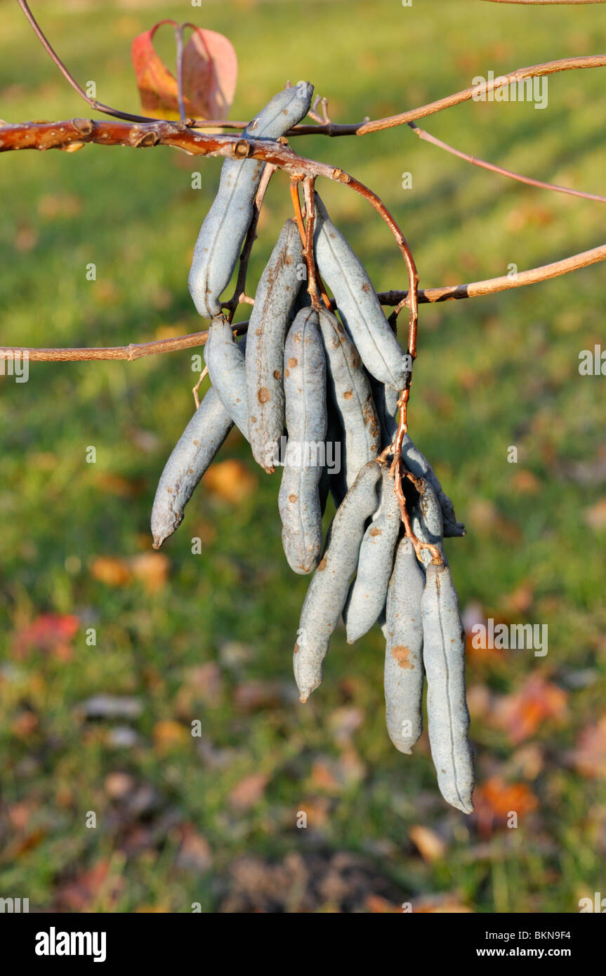 Blue sausage fruit (Decaisnea fargesii Stock Photo - Alamy