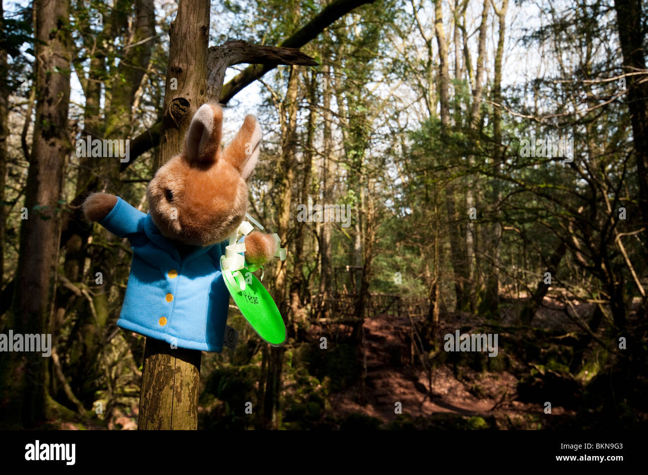 Easter bunny tied to a tree in Puzzlewood in The Forest of Dean ...