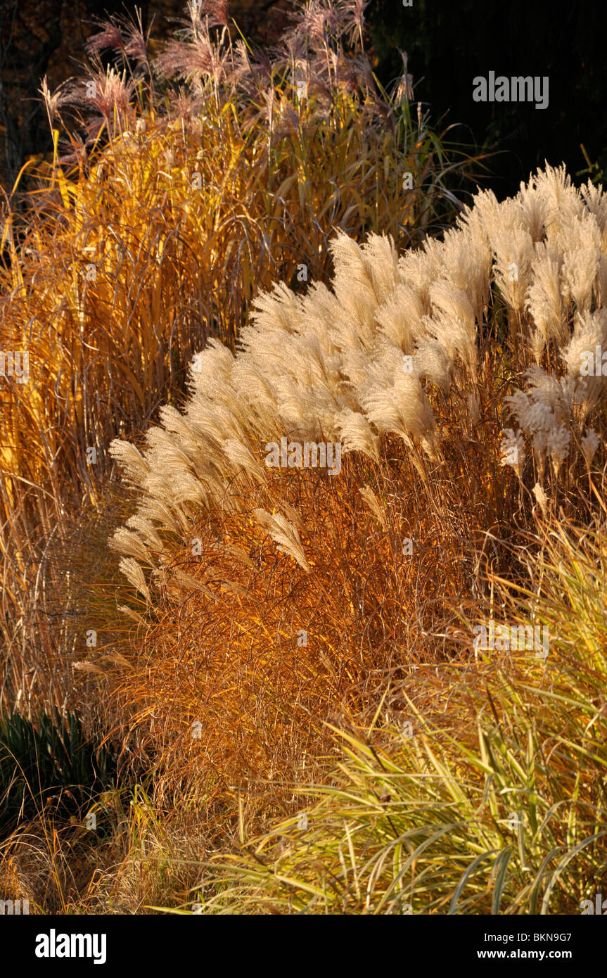 Chinese silver grass (Miscanthus sinensis Stock Photo - Alamy