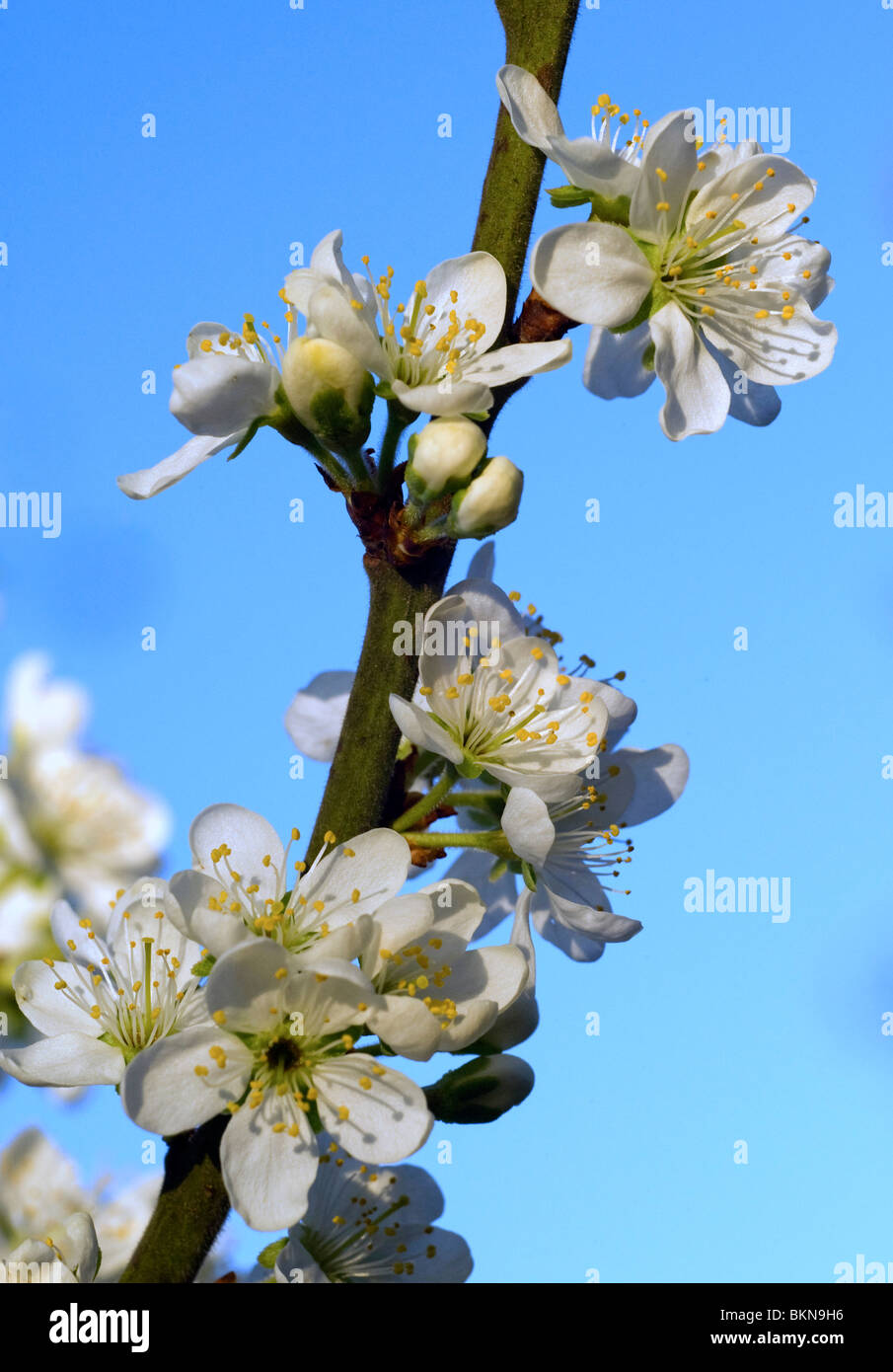 Damson merryweather damson hi-res stock photography and images - Alamy