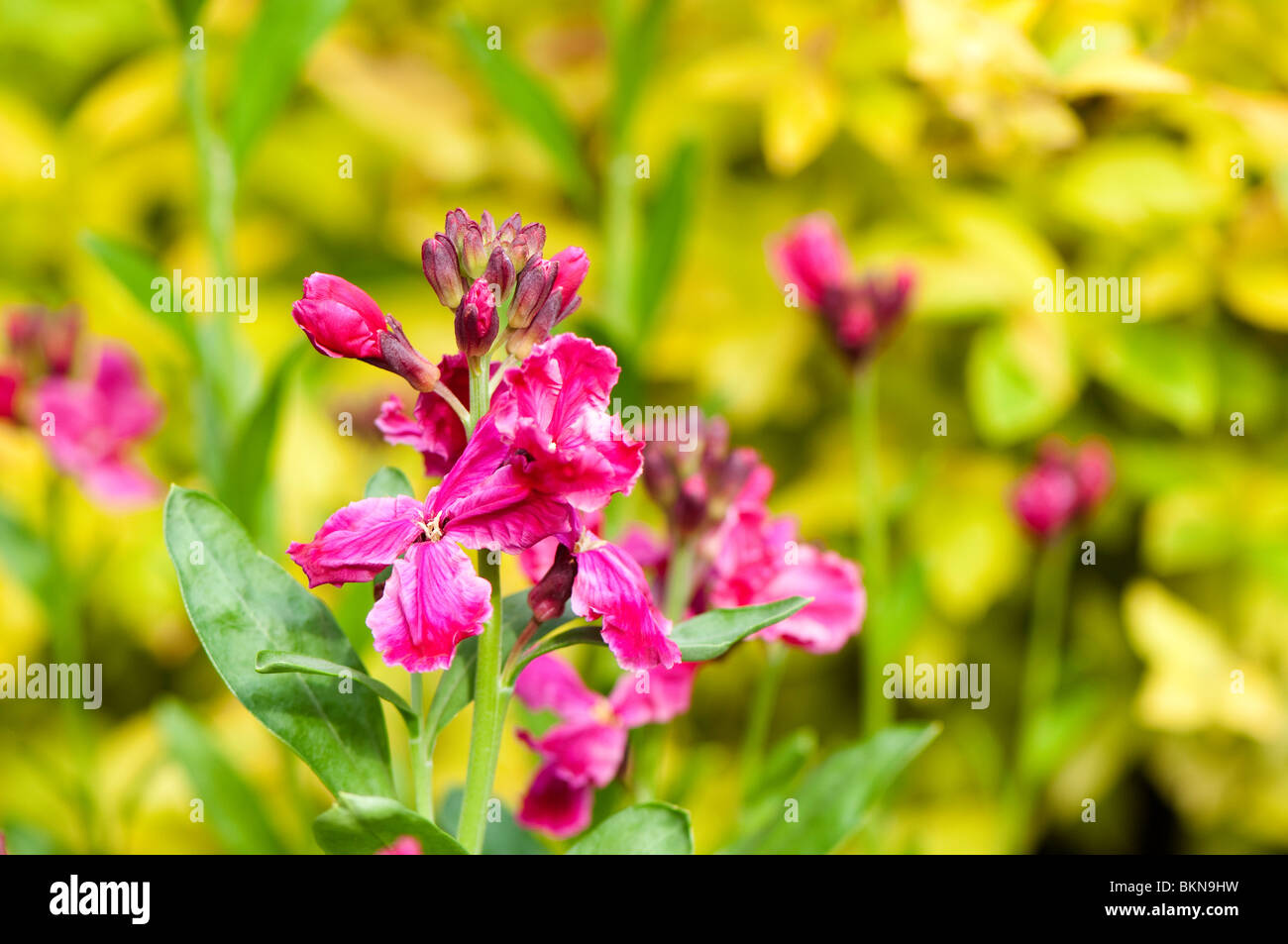 Deep pink wallflowers, erysimum, flowering in spring Stock Photo - Alamy