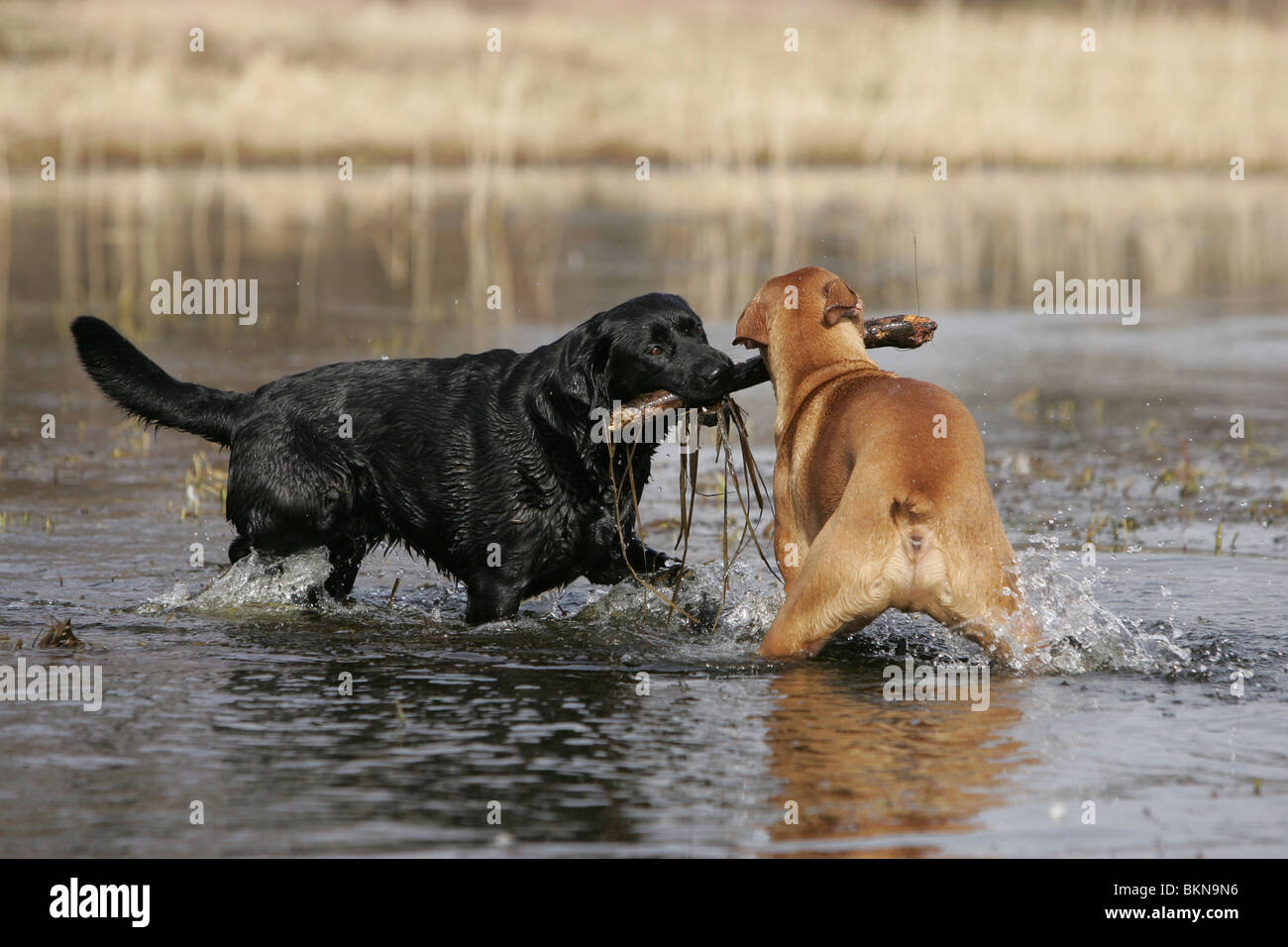 Labrador boxer hi-res stock photography and images - Alamy
