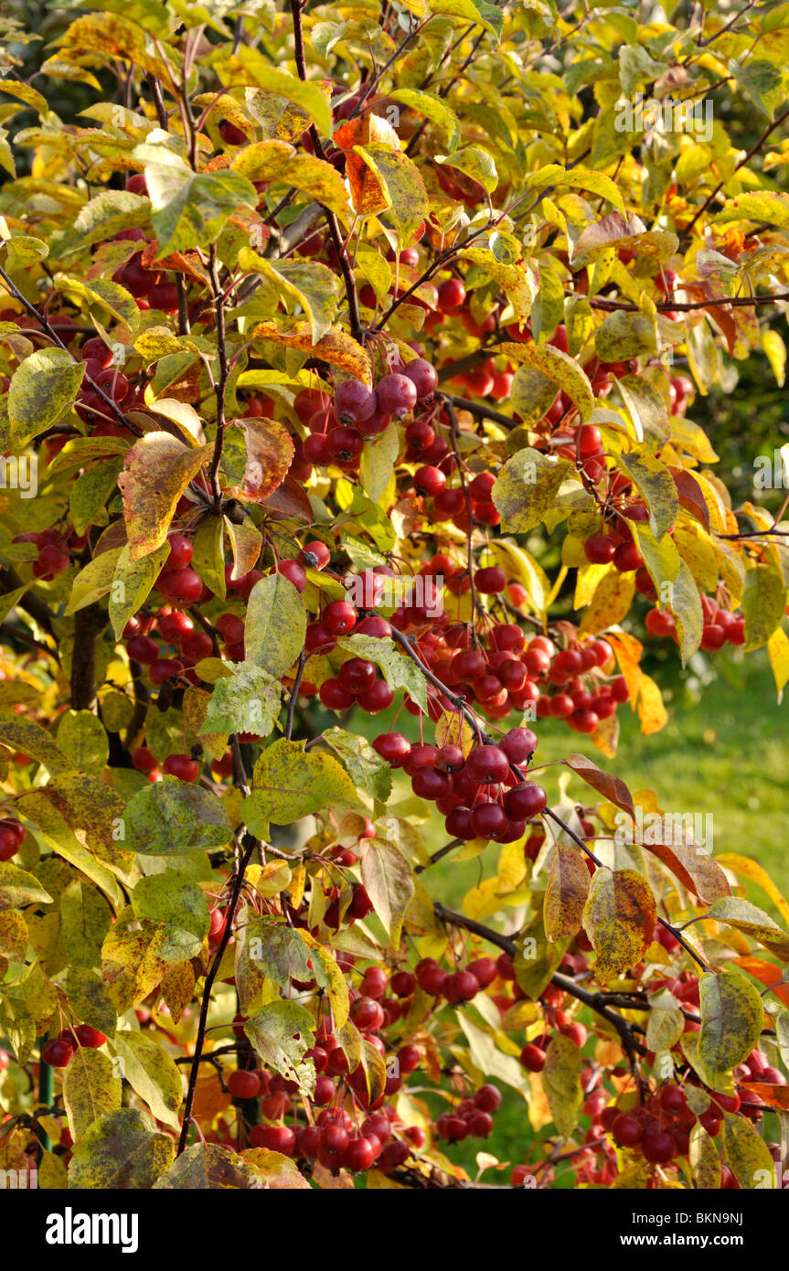 Malus leaf hi-res stock photography and images - Alamy