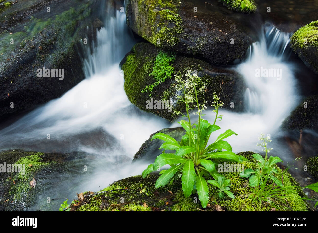 Tennessee, United States Of America; Brook Lettuce Moss And Small ...