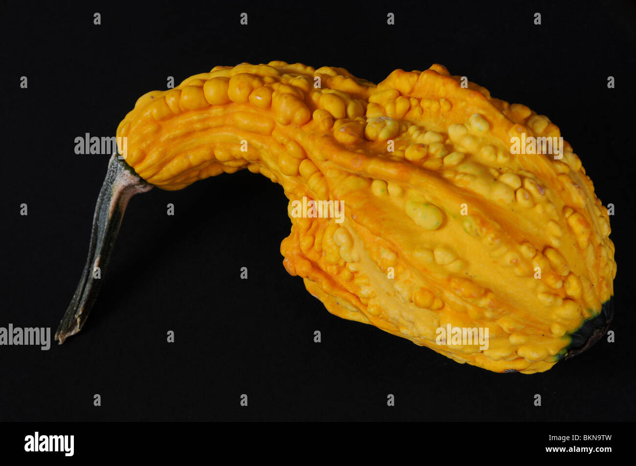 Bright yellow gourd hi-res stock photography and images - Alamy