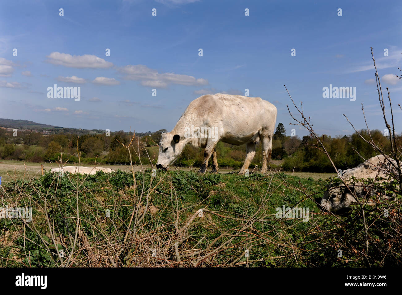 White cattle at the RSPB Pulborough Brooks Nature Reserve in West ...