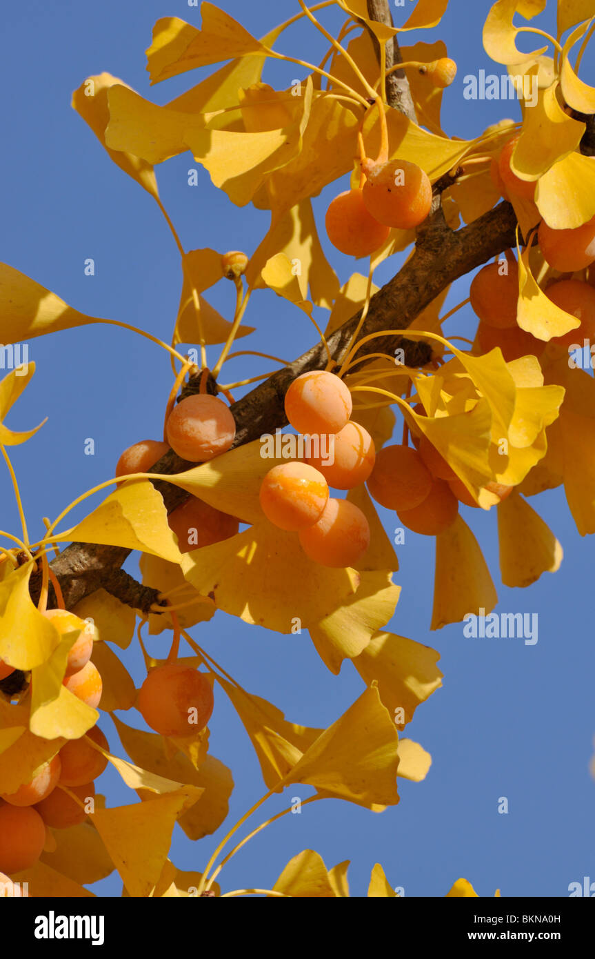 Ginkgo (Ginkgo biloba Stock Photo - Alamy