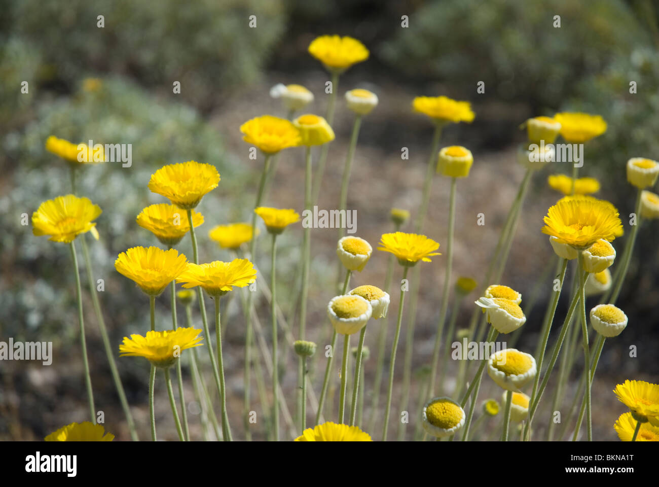 Desert Marigold, Baileya multiradiata at a desert park near Phoenix ...