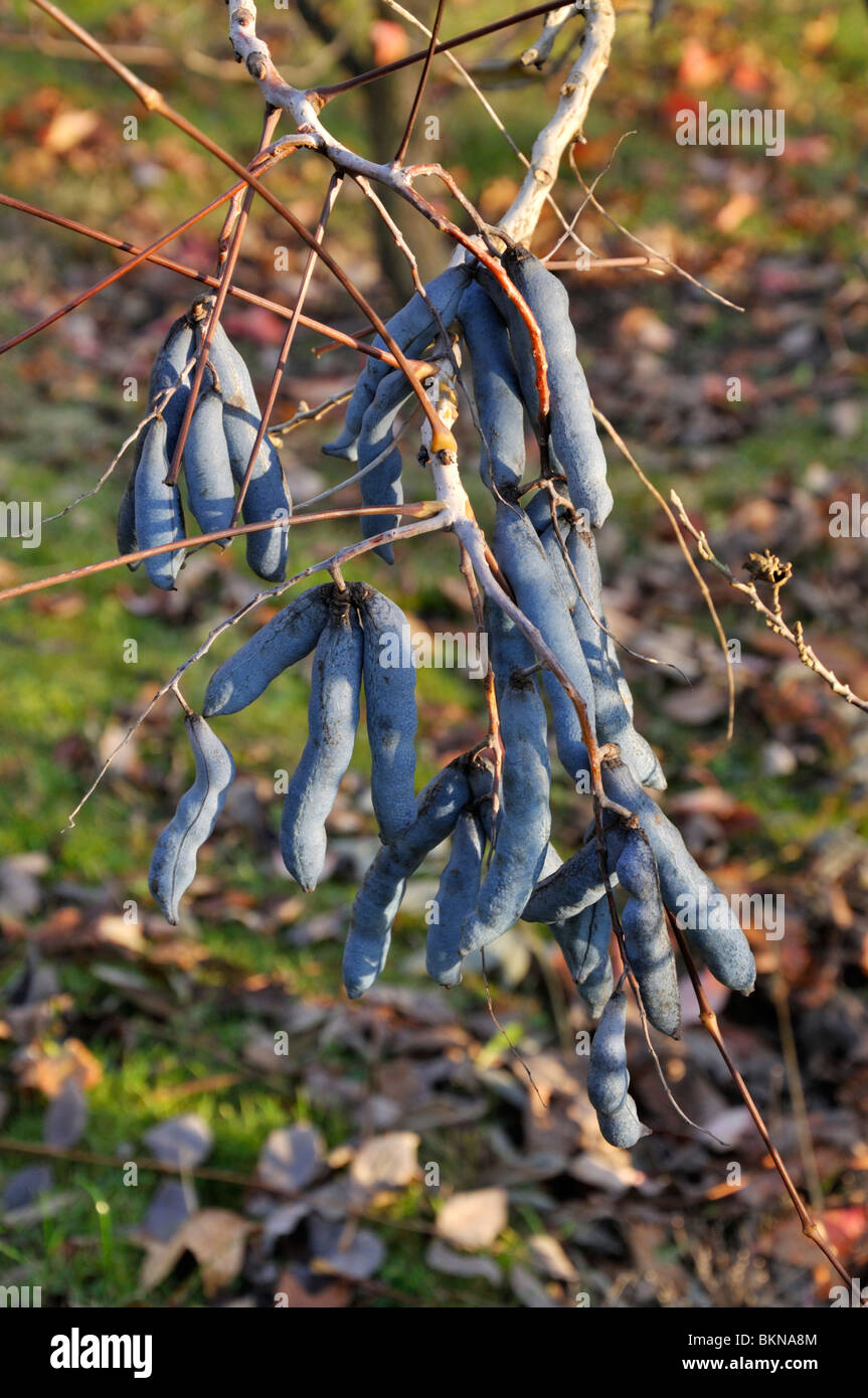 Blue sausage fruit (Decaisnea fargesii Stock Photo - Alamy